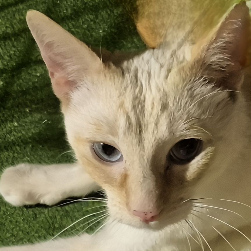 Взрослый кот в добрые руки