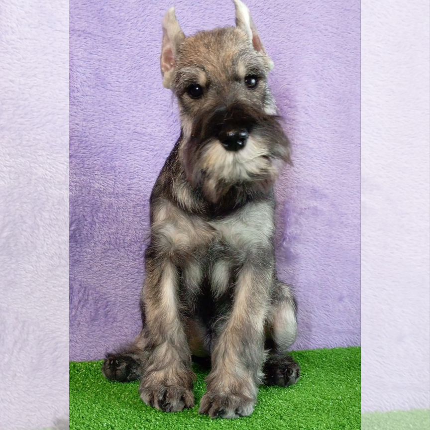 Цвергшнауцер, щенок