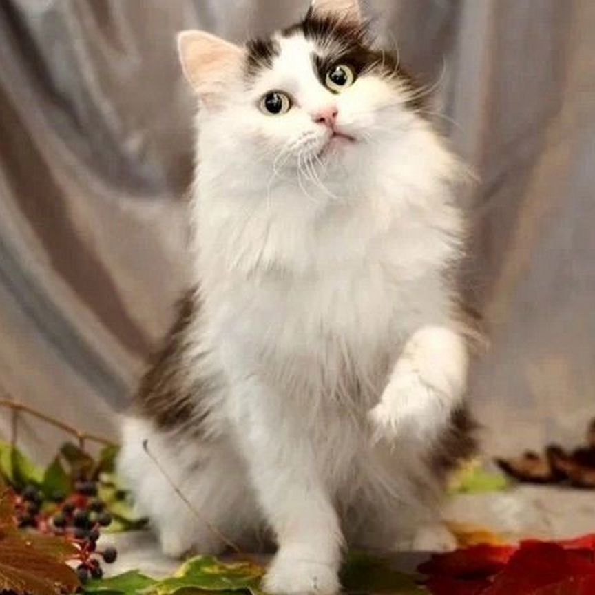 Сибирский, взрослый кот