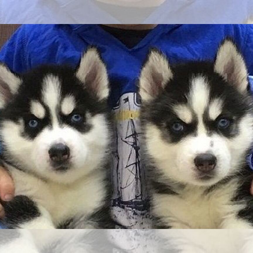 Яркие детки хаски с документами