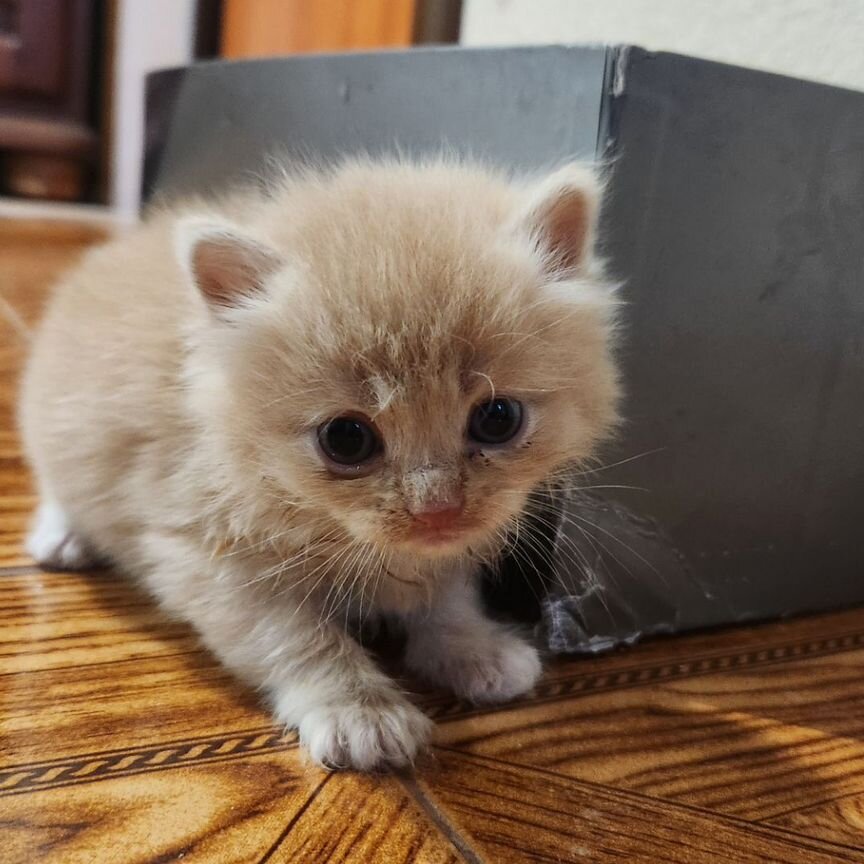 Породистый котенок бесплатно
