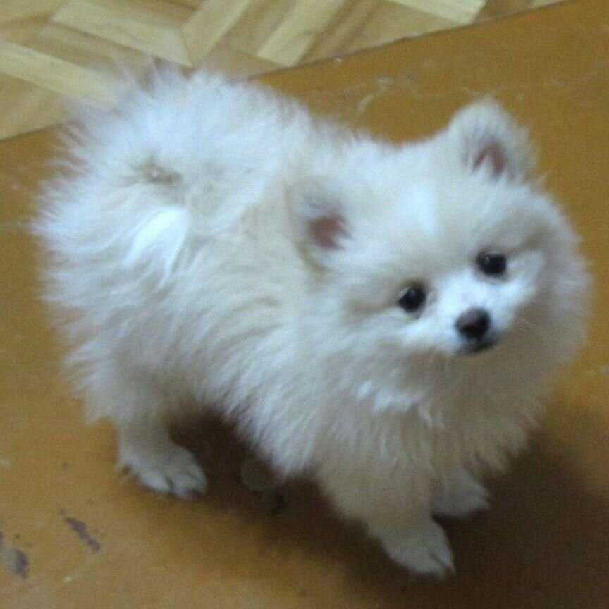 Продам шпица - девочку