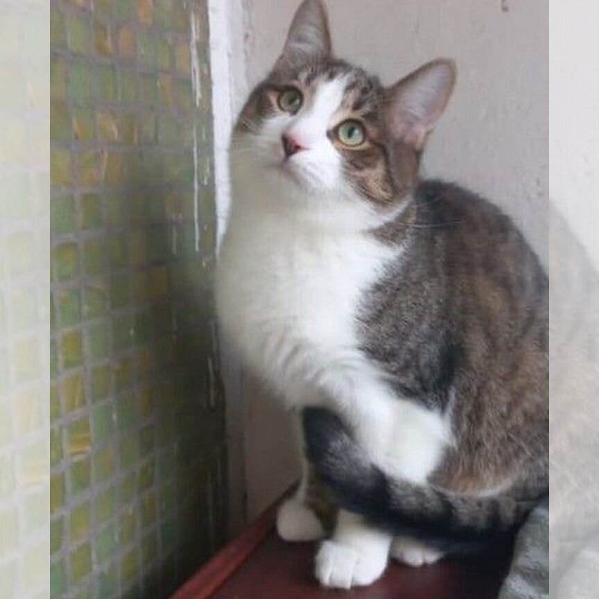 Котик в добрые руки