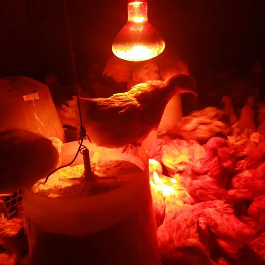 Курочки Ломан-Браун 1,5 месяца