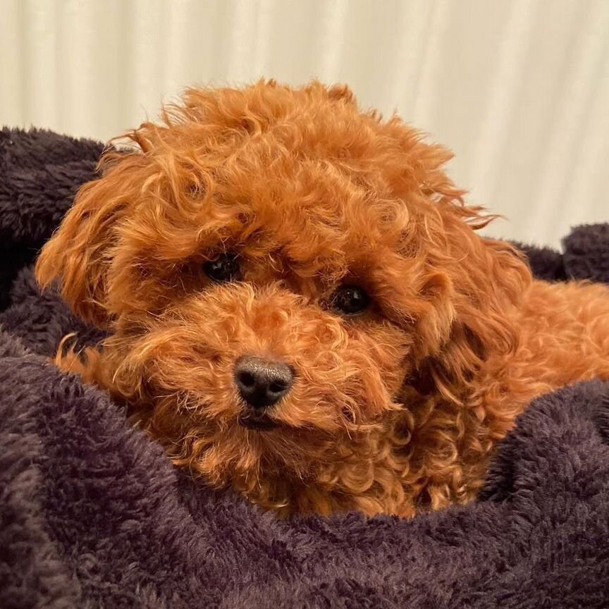 Той-пудель, щенок