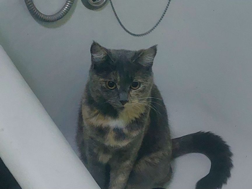 Помогите найти кота