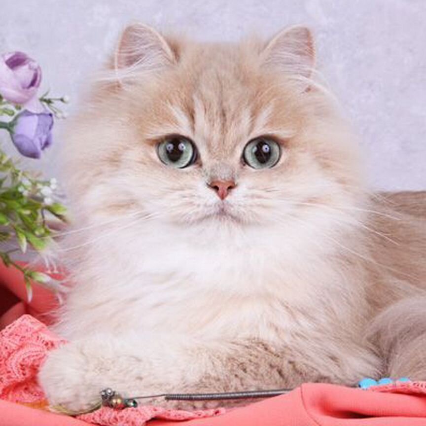 Британская длинношёрстная, взрослая кошка