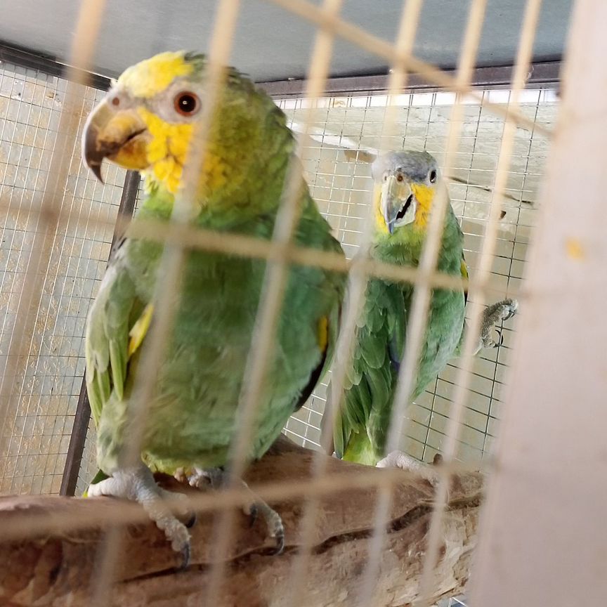 Венесуэльские амазоны пара