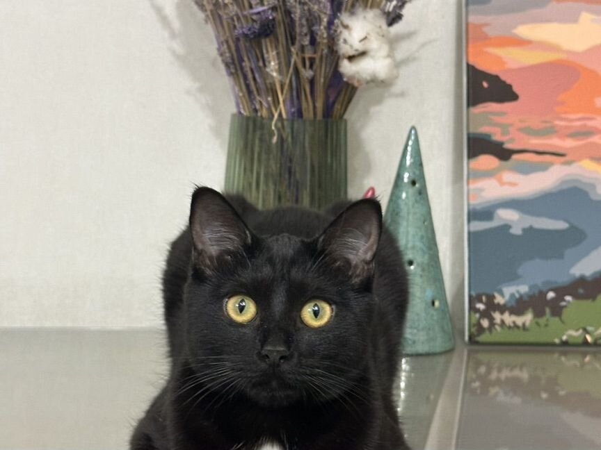 Котенок в добрые руки