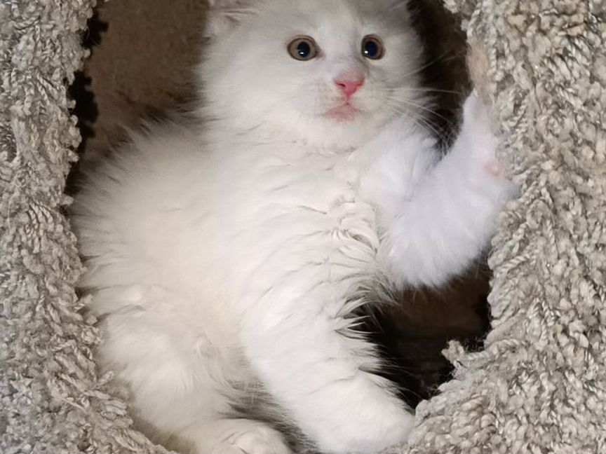 Мейн-кун котёнок котик