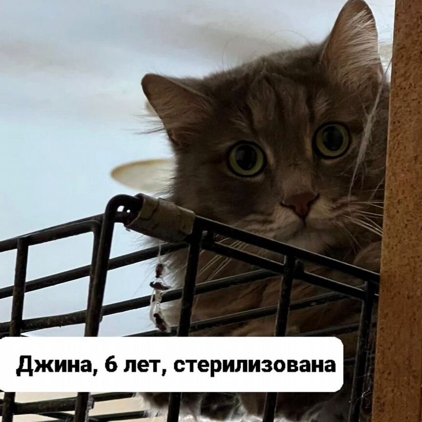 Кошка Джина ищет дом