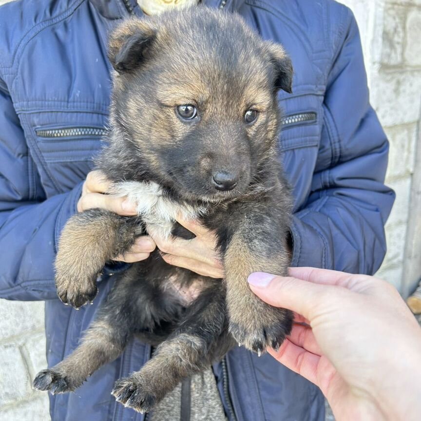 Щенок смесь с овчаркой