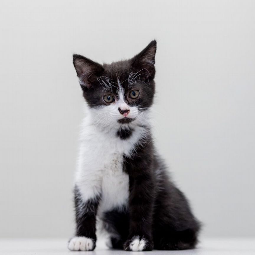 Котенок Буп ищет дом