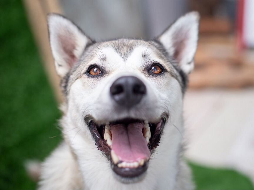 Отдадим в добрые руки