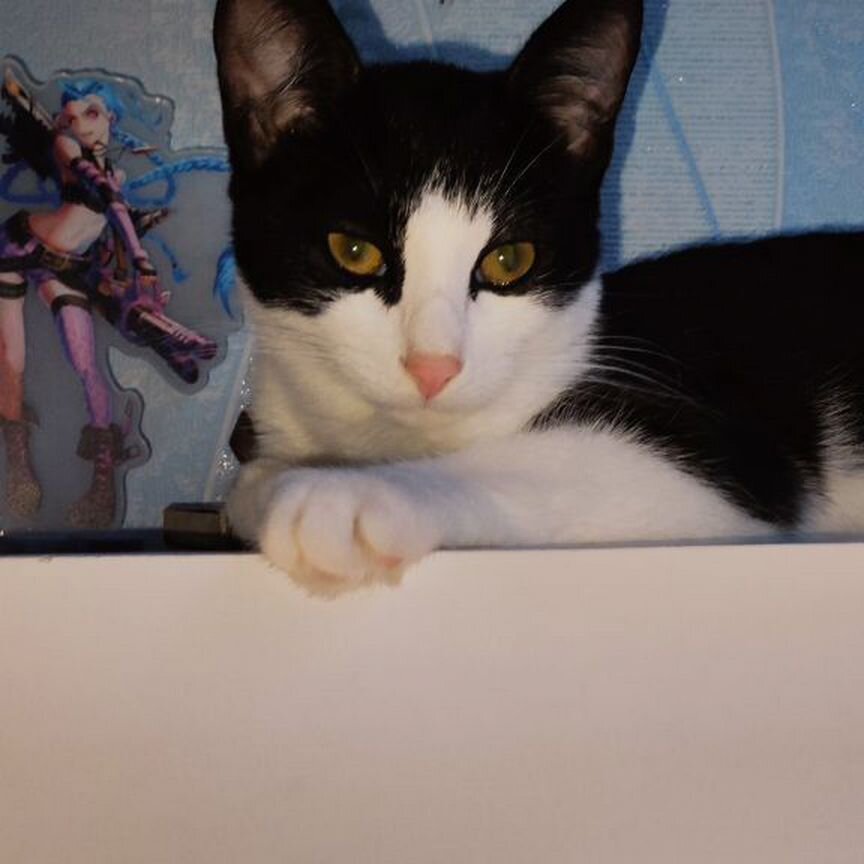 Котенок малыш