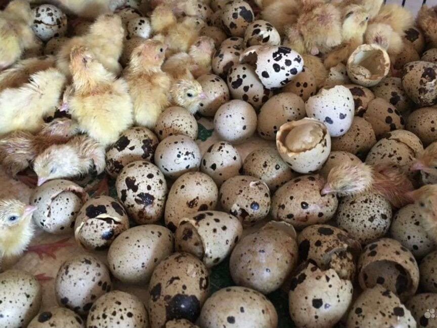Инкубационные яйца перепелов