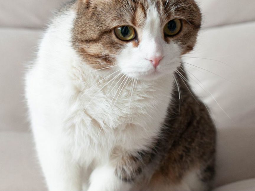 Котик ищет дом