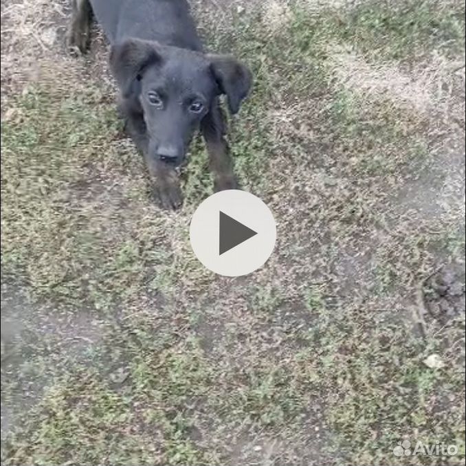 Ищем добрые руки для щенка