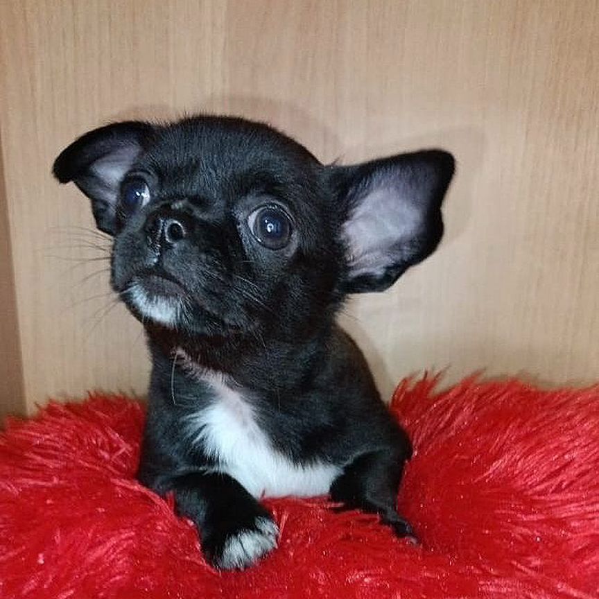 Мальчик г/ш черно-белого окраса