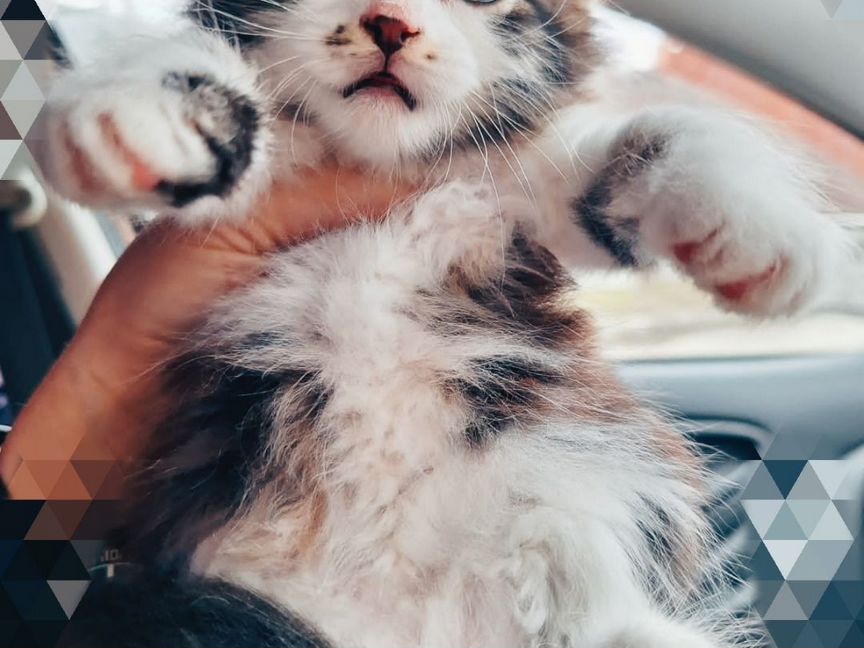 Котята мейн-кун