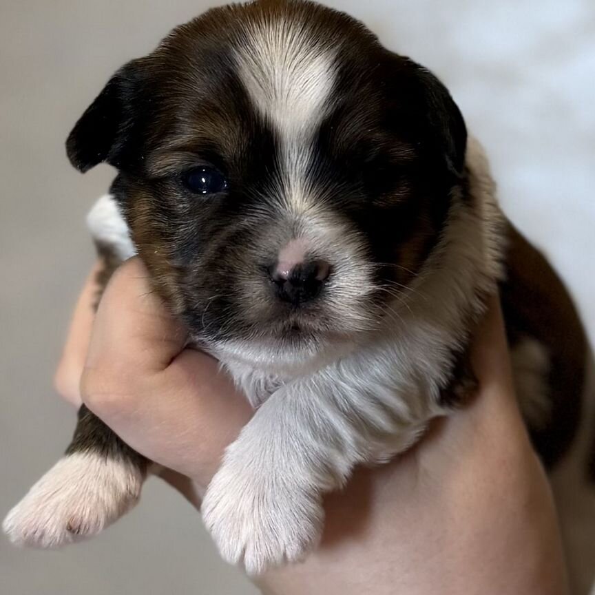 Йоркширский терьер, щенок