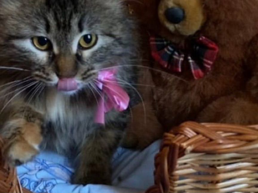 Кошечка Зефирка в добрые руки