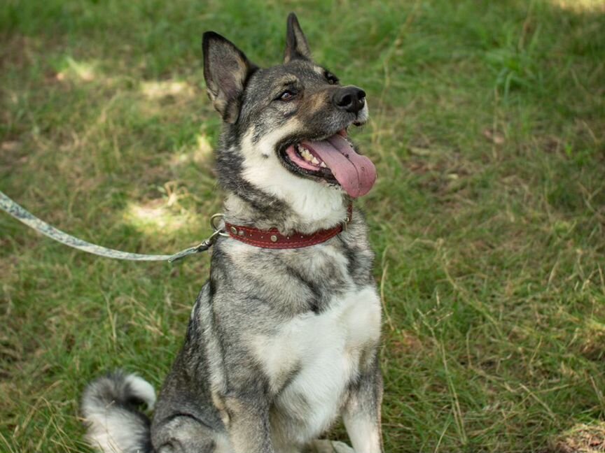 Очень преданный пес ищет дом