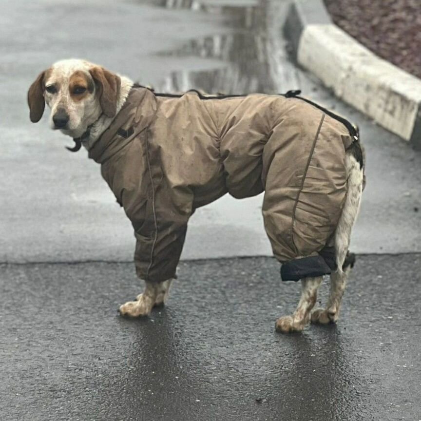 Найдена собака