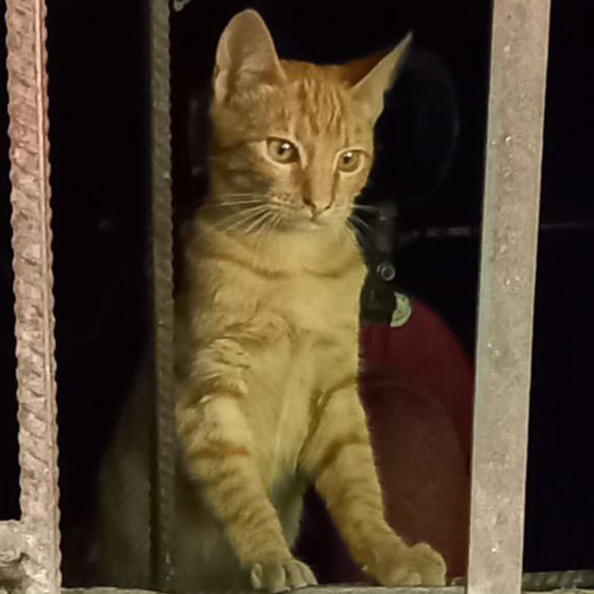 Котята ищут дом