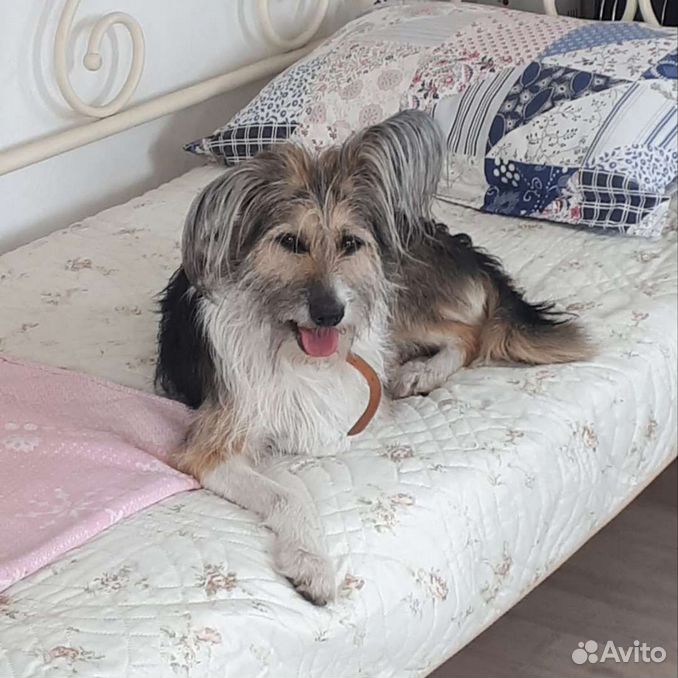 Собака чудо