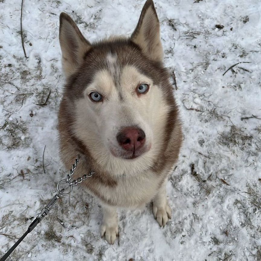 Собака хаски в добрые руки