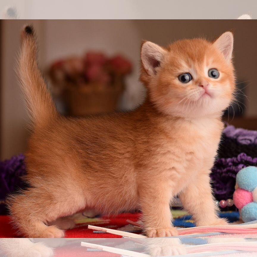 Шотландские котята золотая шиншилла