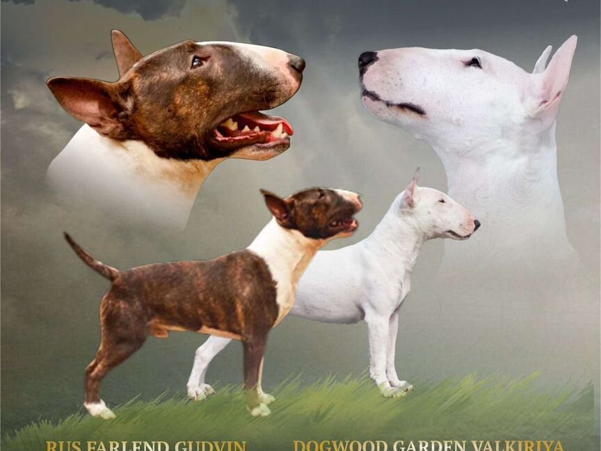 Малыш минибулик