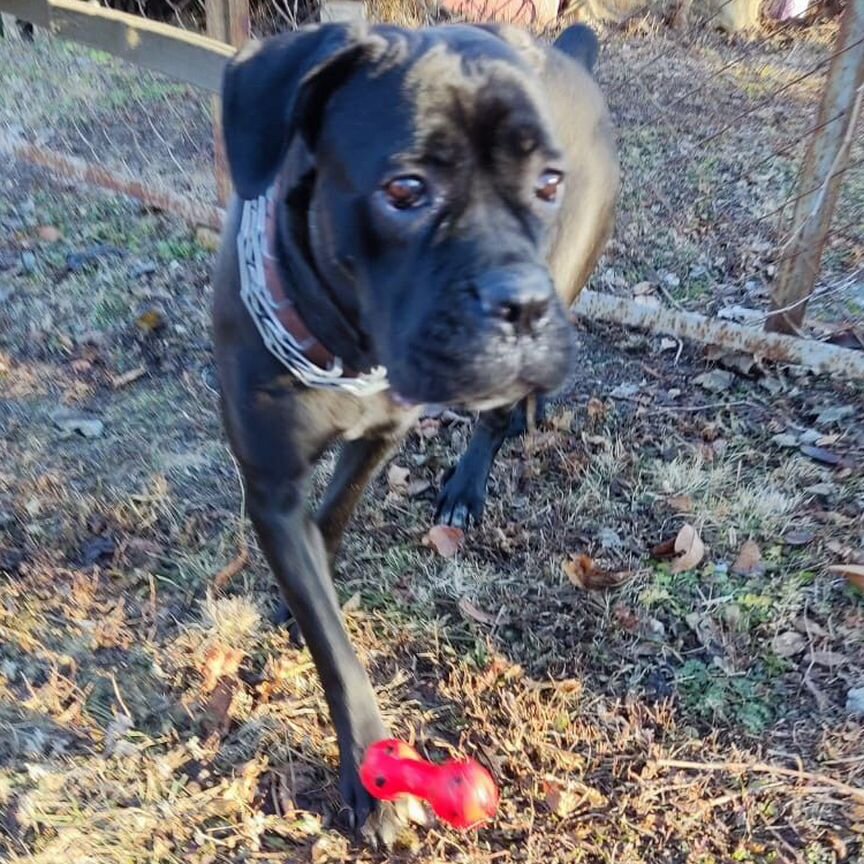 Кане-корсо, взрослая собака