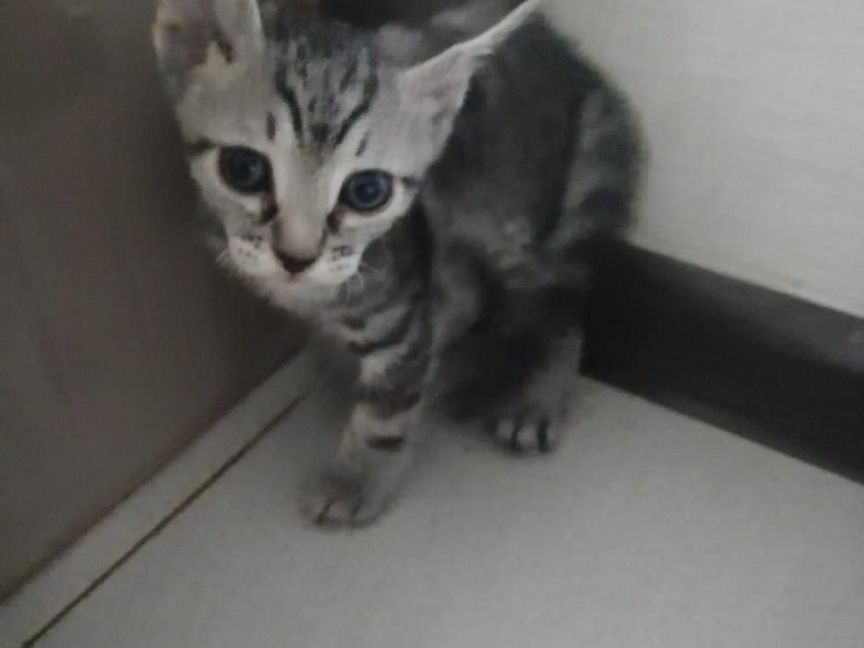 Кошки
