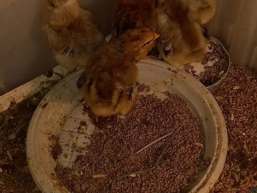 Цыплята белефильдер