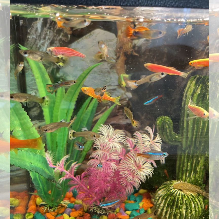 Аквариум 15 литров