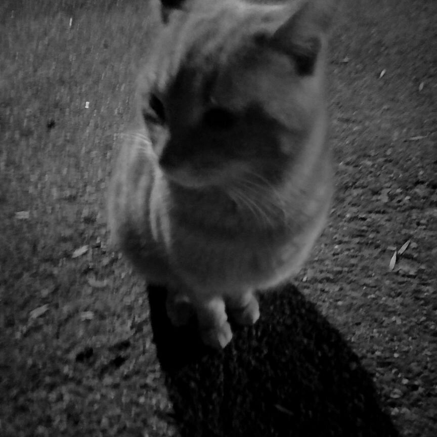 Котик