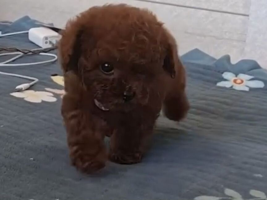 Тедди пудель Китай