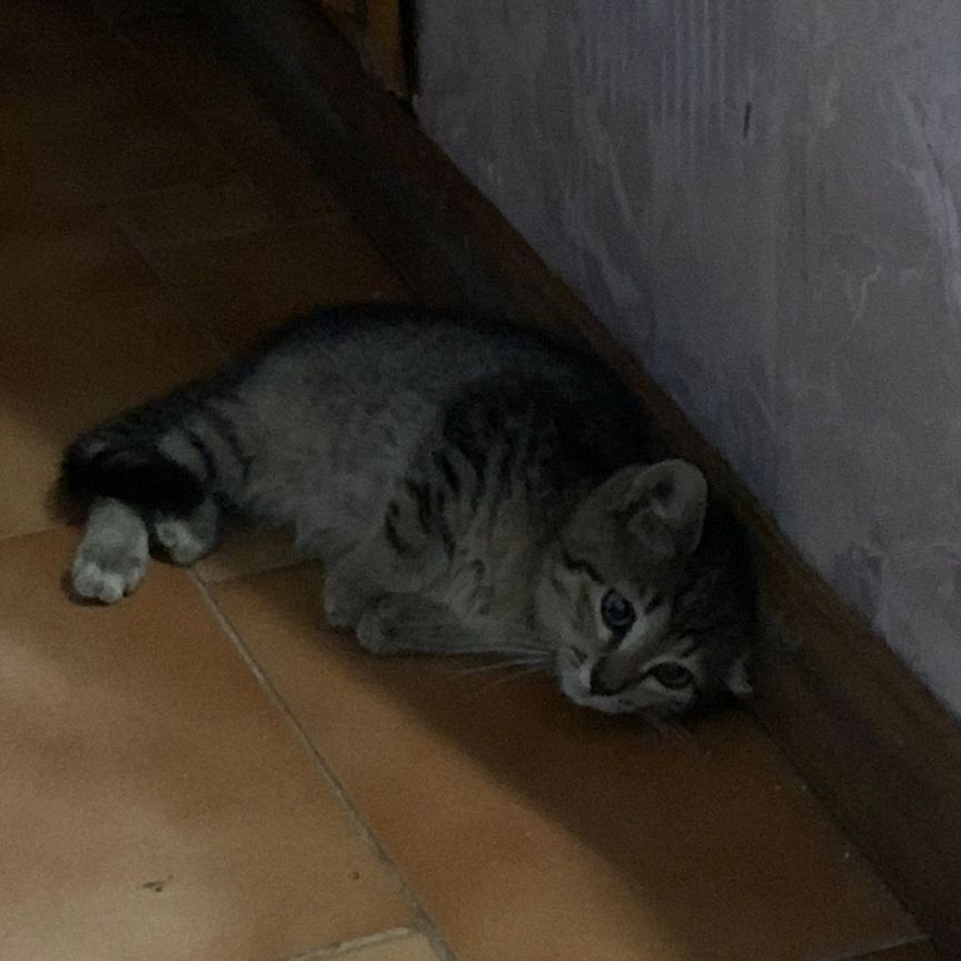 Котёнок ищет семью