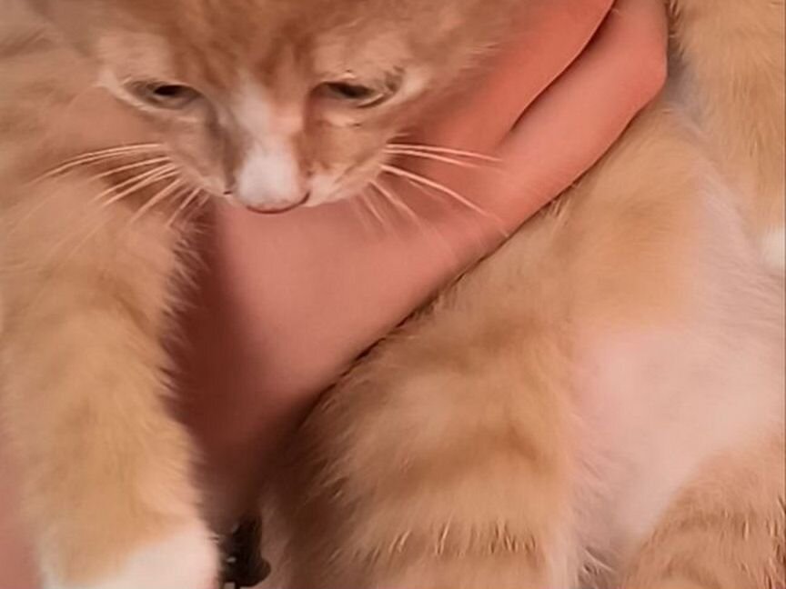 Котёнок