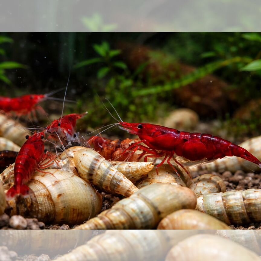 Креветка Кровавая Мэри