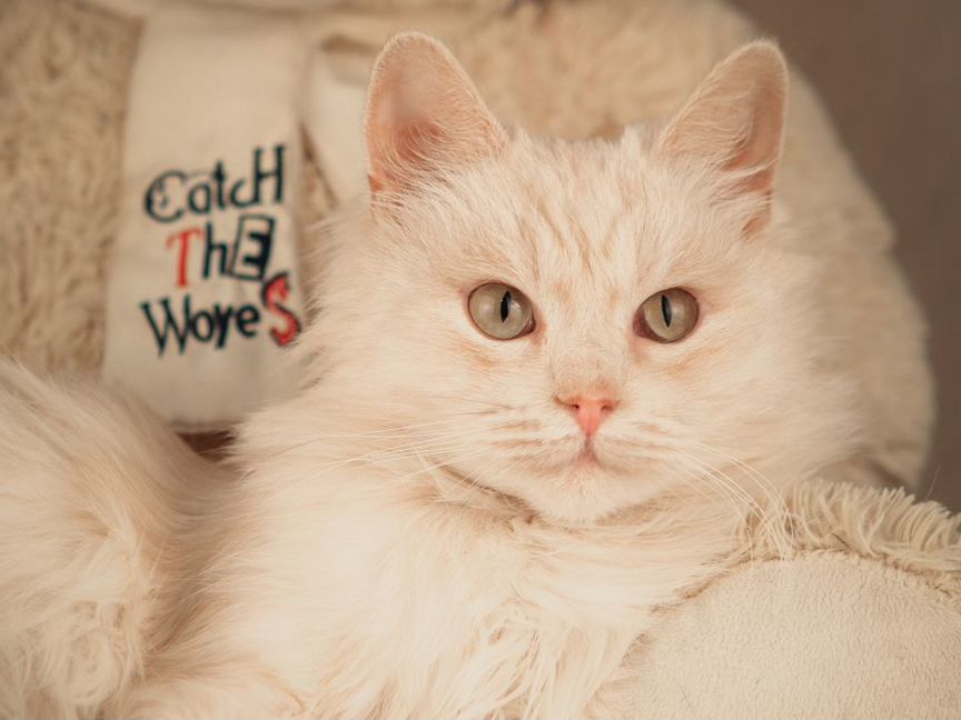 Снежана кошечка