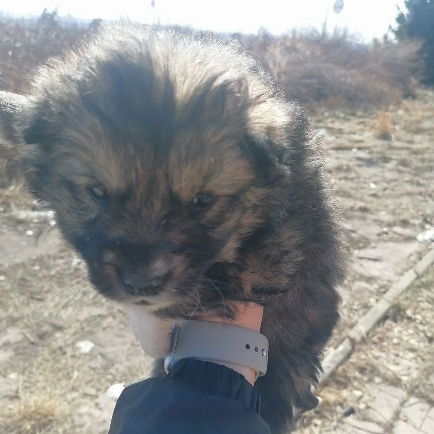 Лизонька, ищет дом)