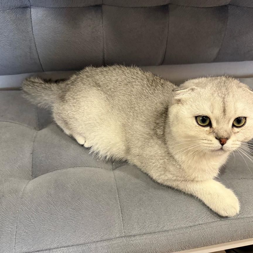 Шотландский кот