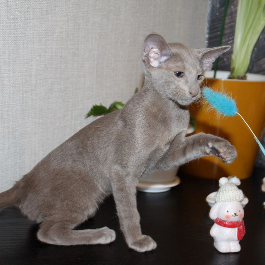 Лиловое чудо