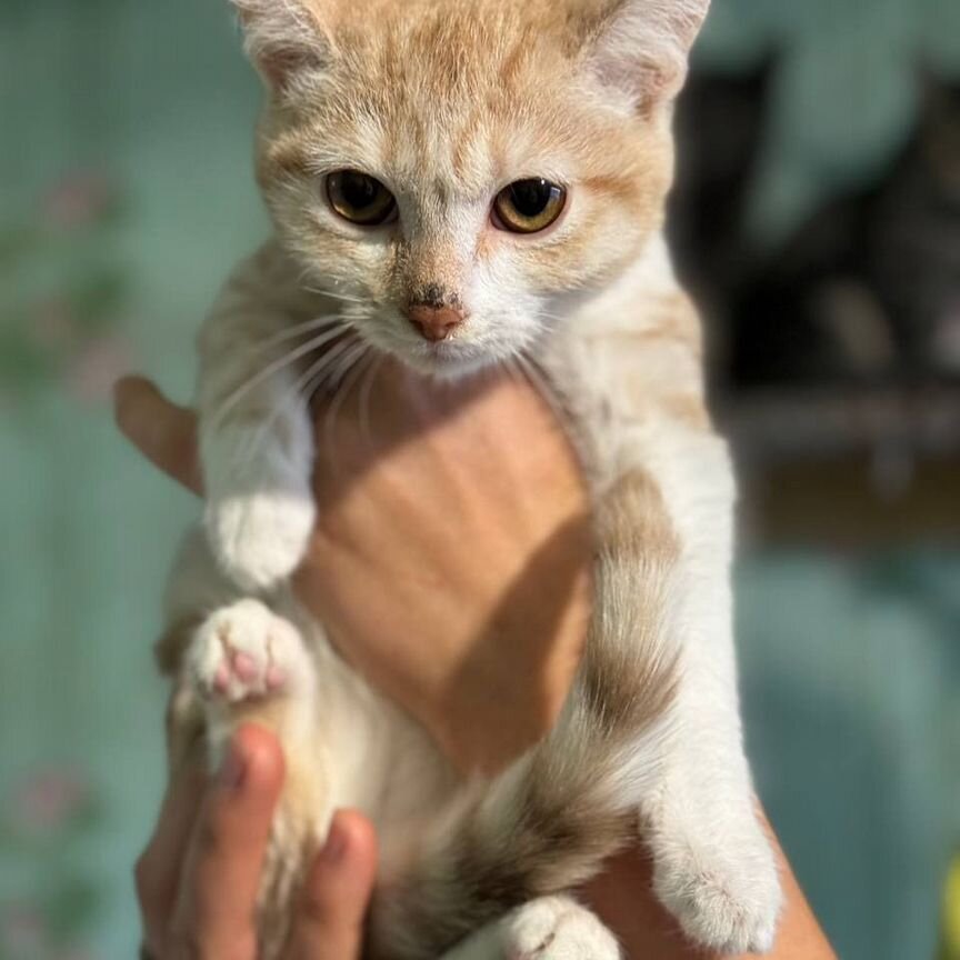 Котенок в добрые руки
