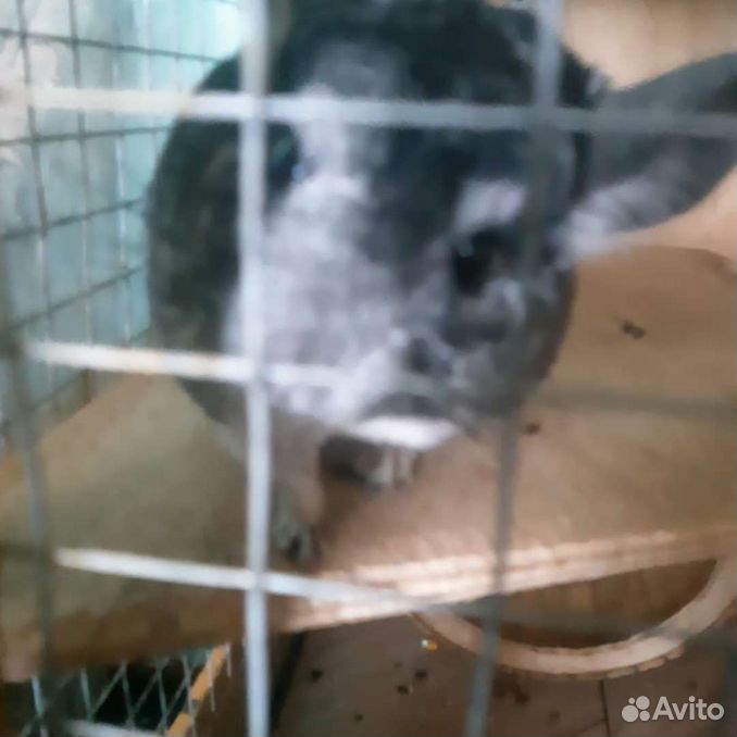 Домашние животные грызуны
