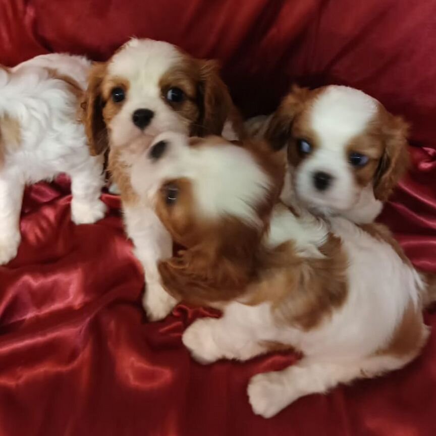 Кавалер кинг-чарльз-спаниель, щенок