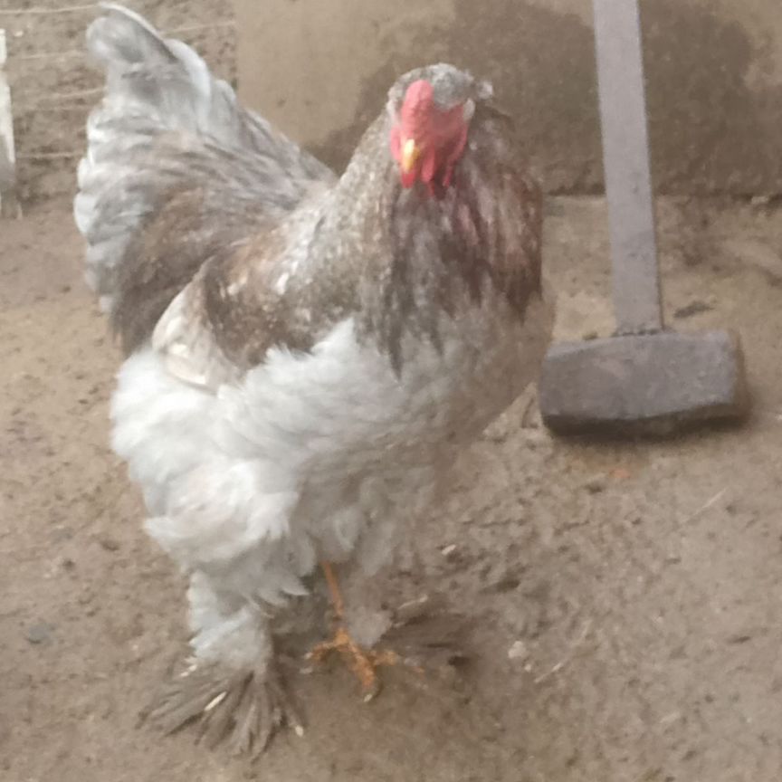 Петух брама